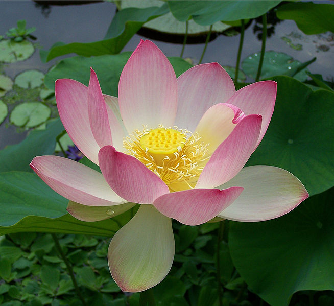 Remember The Sacred Lotus: Rise Above The Fray... - Mirth and Motivation