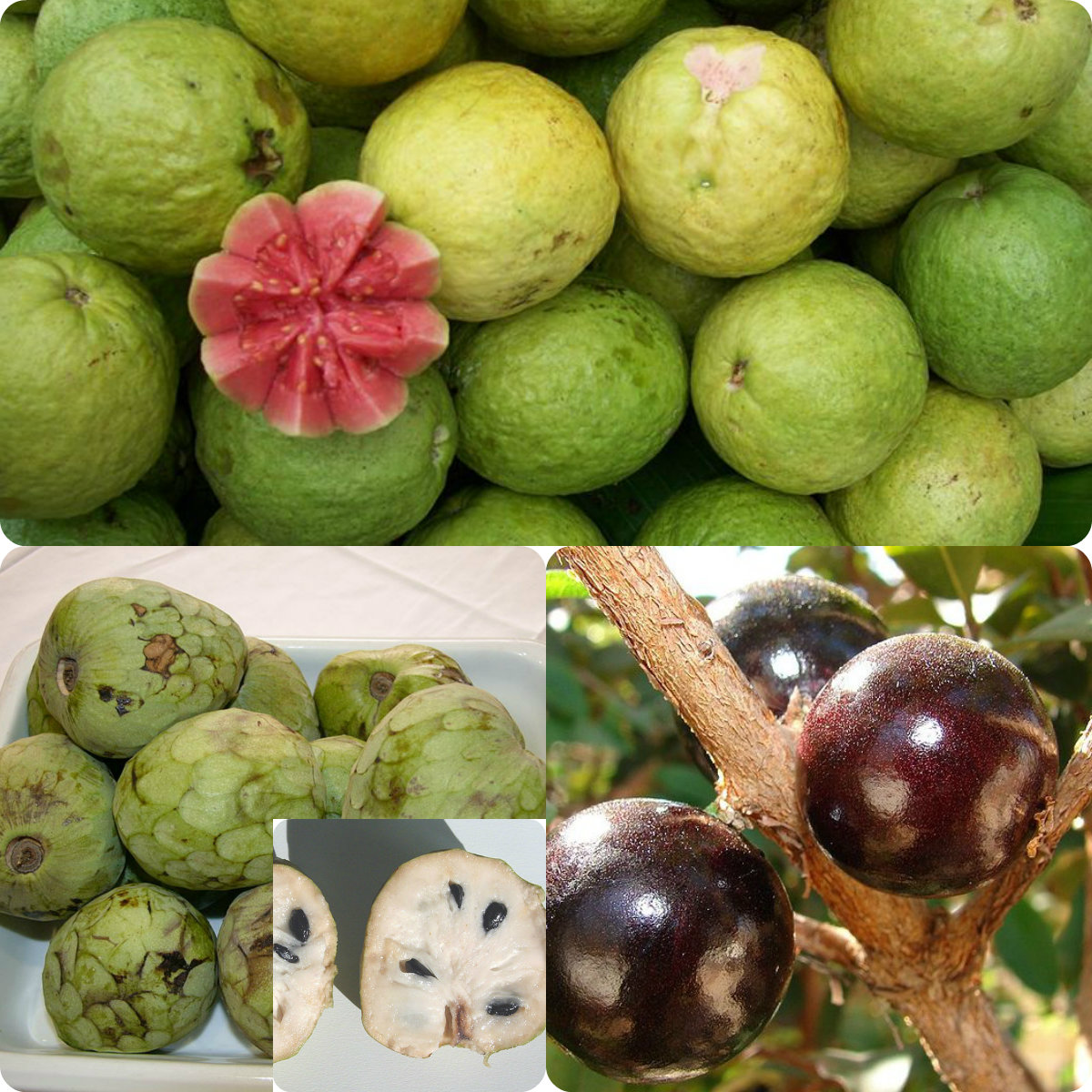 Haiku: Dreaming Of Exotic Fruits… | Mirth and Motivation