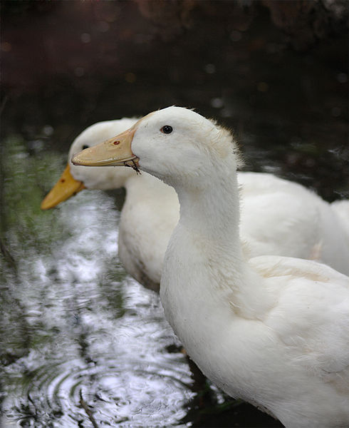 Inspiration: Dig Deeper For Gratitude... - Mirth and Motivation