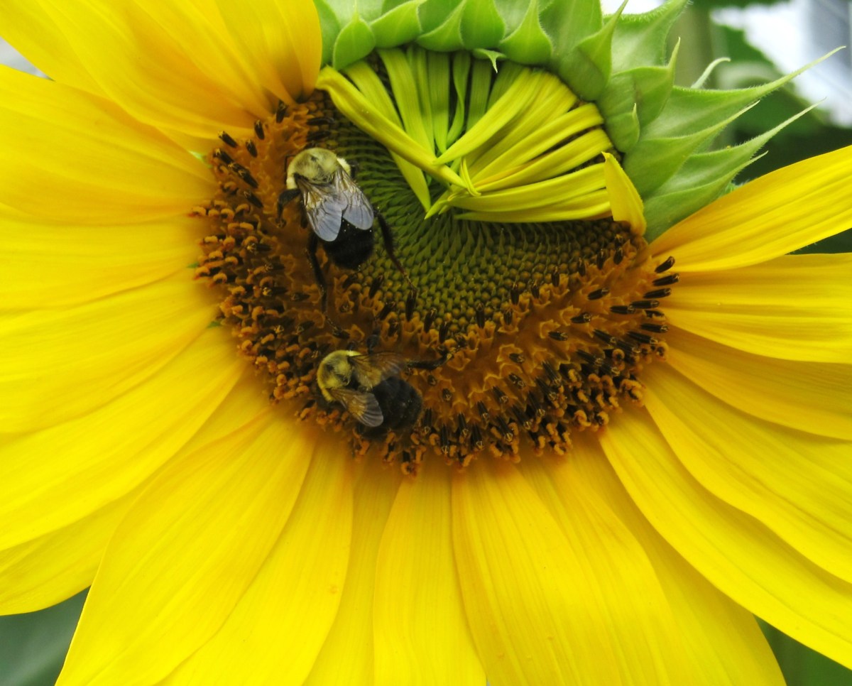 Weekly Photo Challenge: Ephemeral - Mirth and Motivation