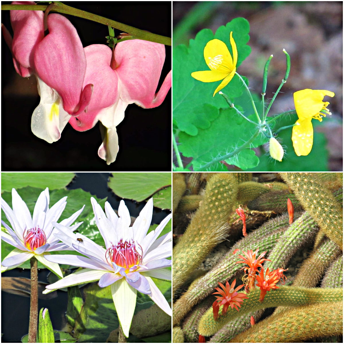 Weekly Photo Challenge: CLOSE UP | Mirth and Motivation