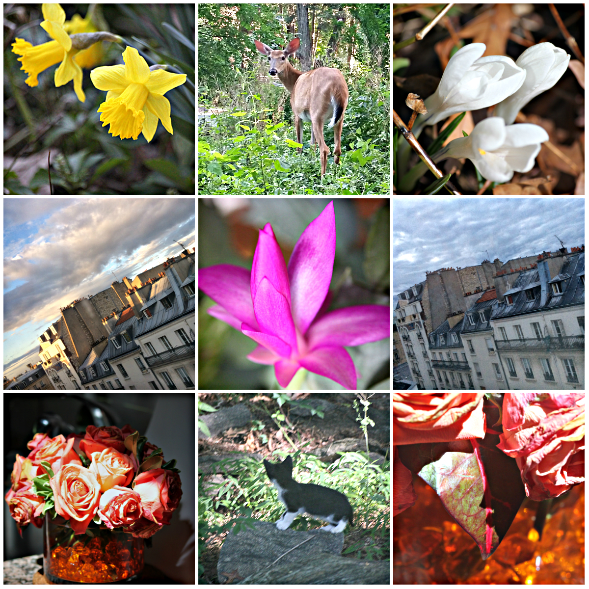 Weekly Photo Challenge: INSPIRATION - Mirth and Motivation