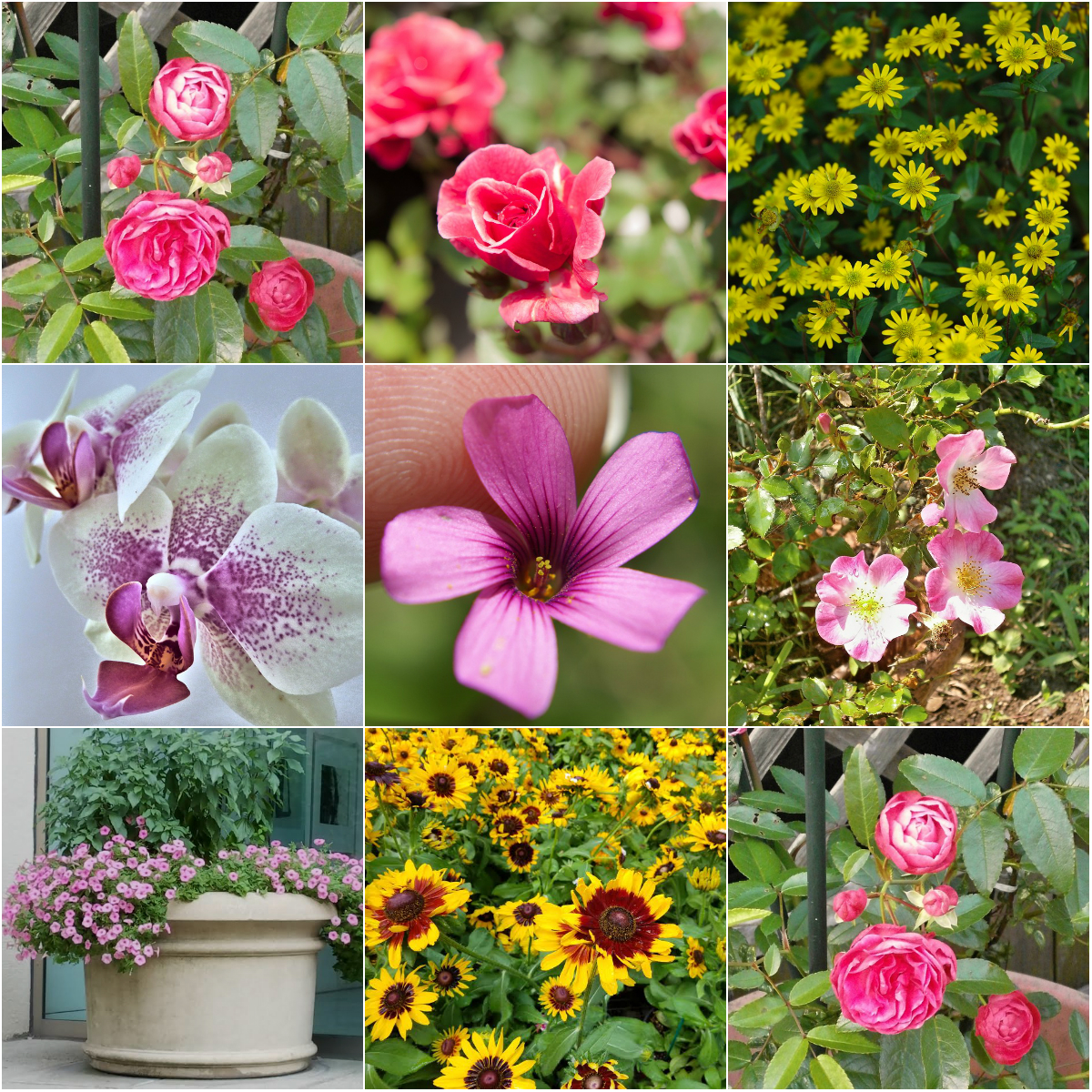 Haiku: Designed For You | Mirth and Motivation