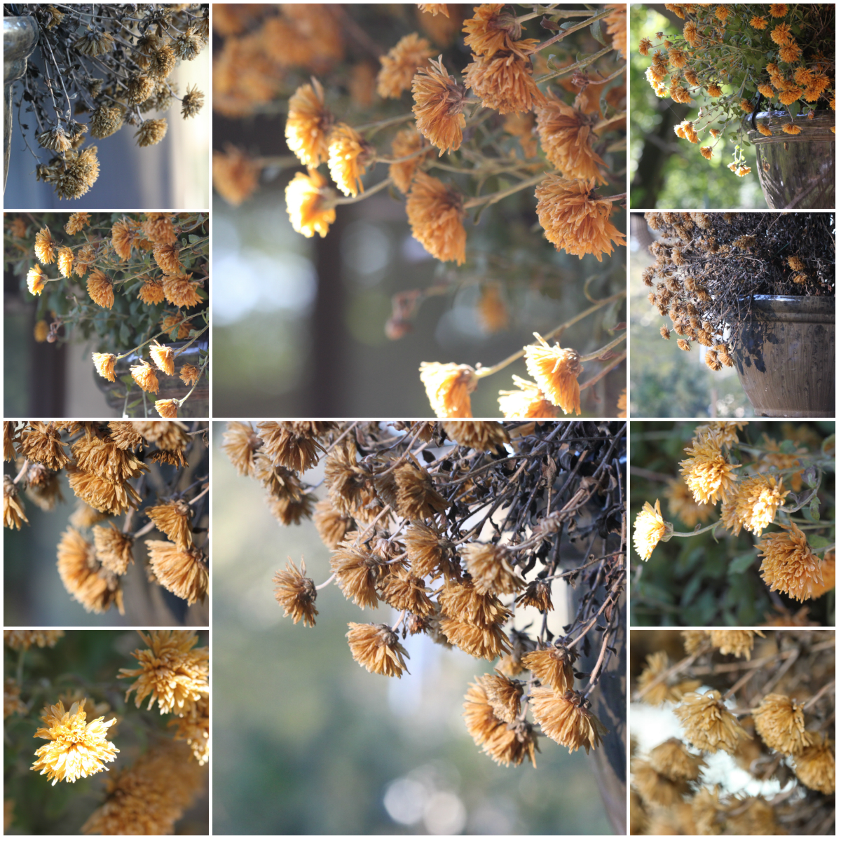 Photo Challenge: TRANSFORMATION - Mirth and Motivation